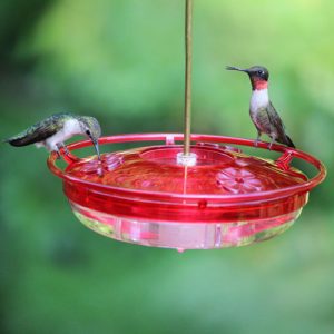 Critter Munchies - Cole's Wild Bird Seed