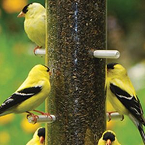 Critter Munchies - Cole's Wild Bird Seed