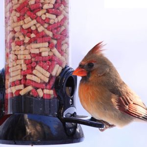 Critter Munchies - Cole's Wild Bird Seed